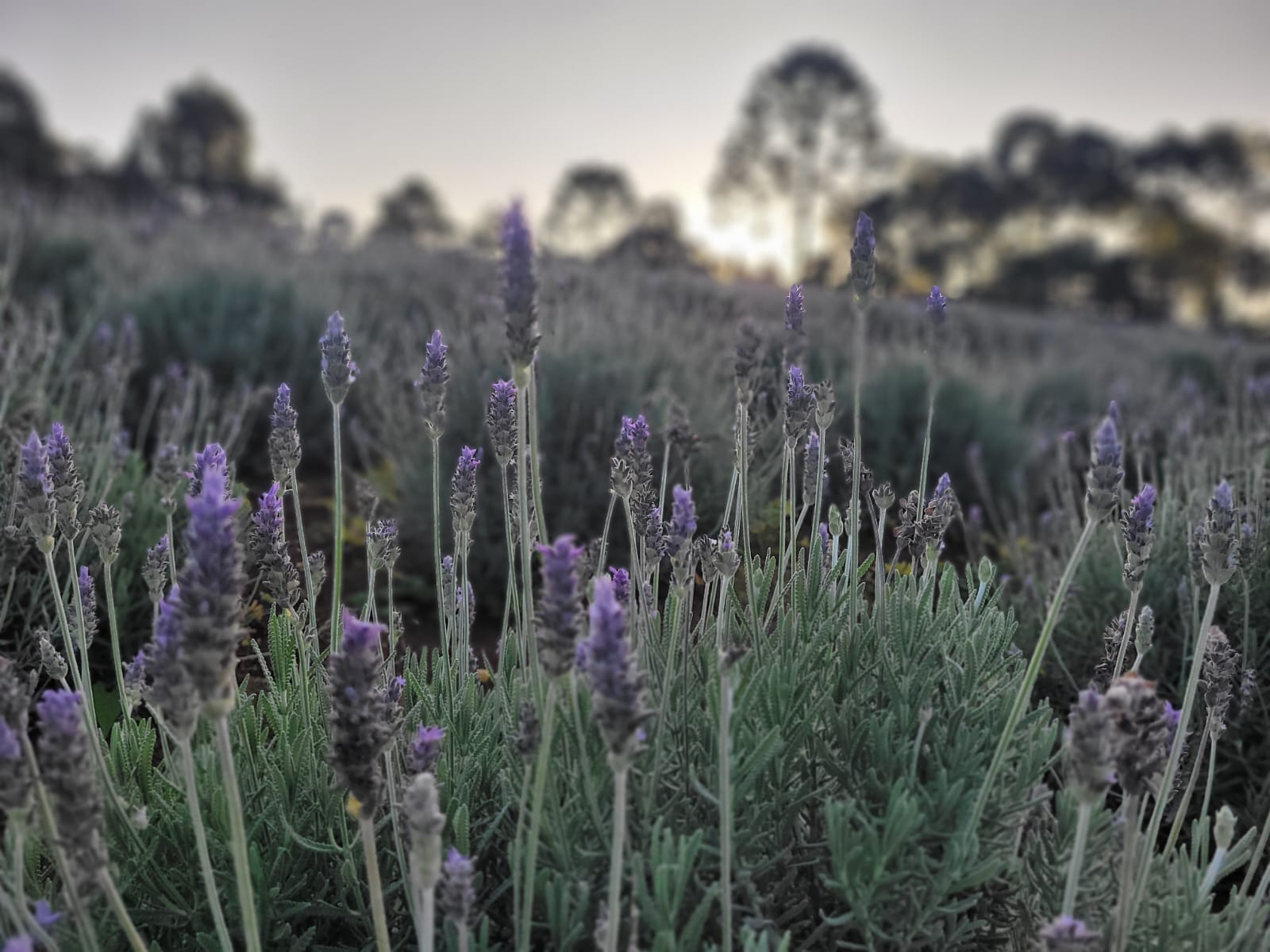 Colônia Cristina, estabelecimento de Araucária, passa a fazer parte da Rota das Lavandas do ...